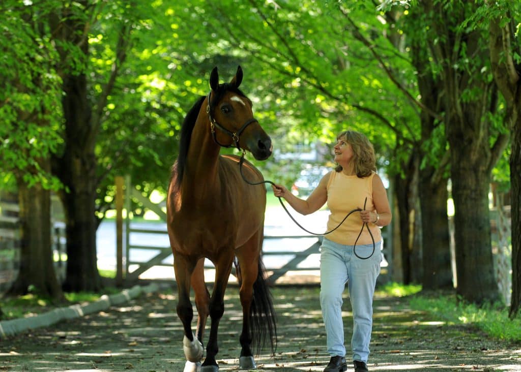 About Arabian Horses - Trowbridges LTD