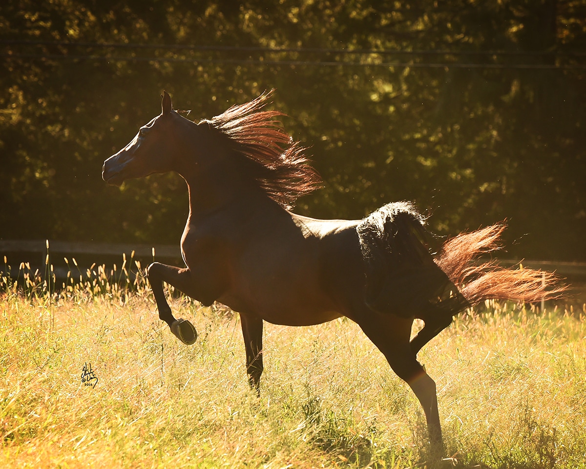 Horse of the Desert Bedouin History | Trowbridges Insights