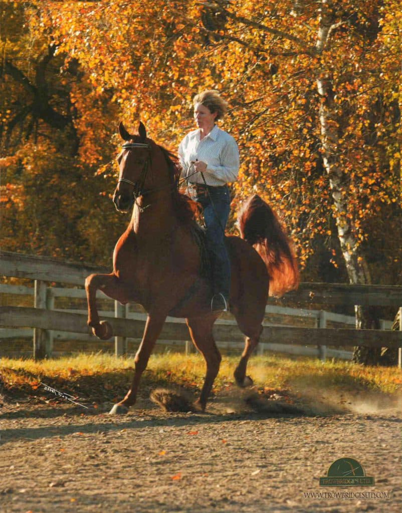 Explore Our Premier Arabian Breeding Farm | Trowbridges