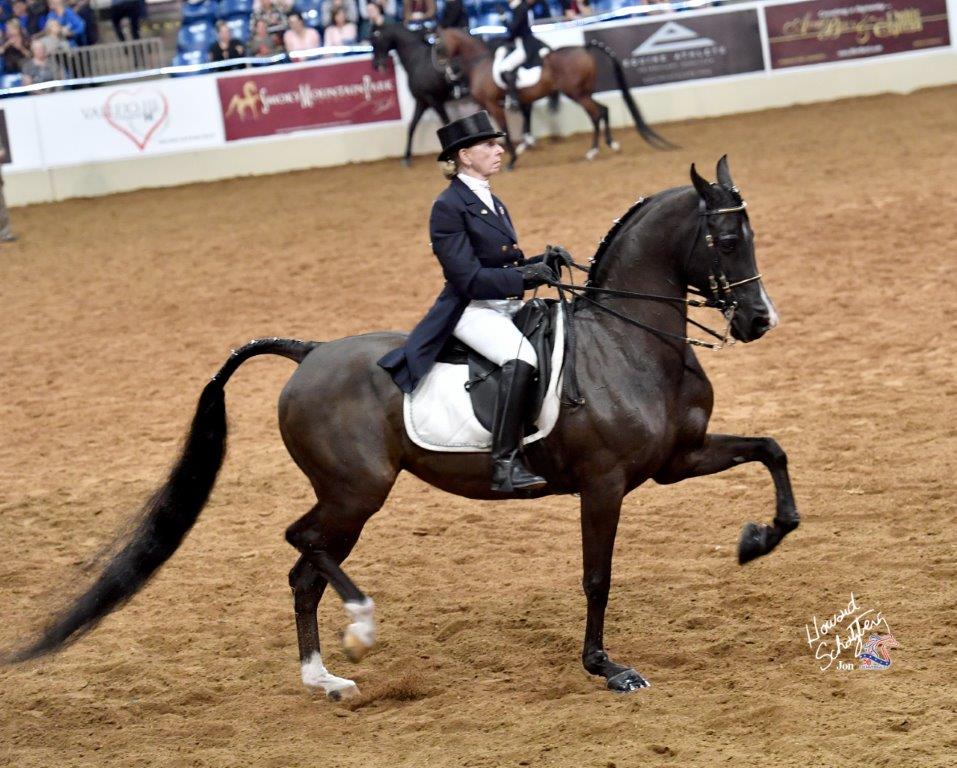 The Arabian Horse Today | Trowbridges LTD