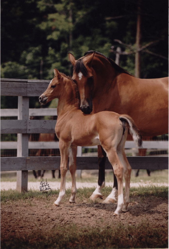 Expert Breeding Program at Trowbridges LTD