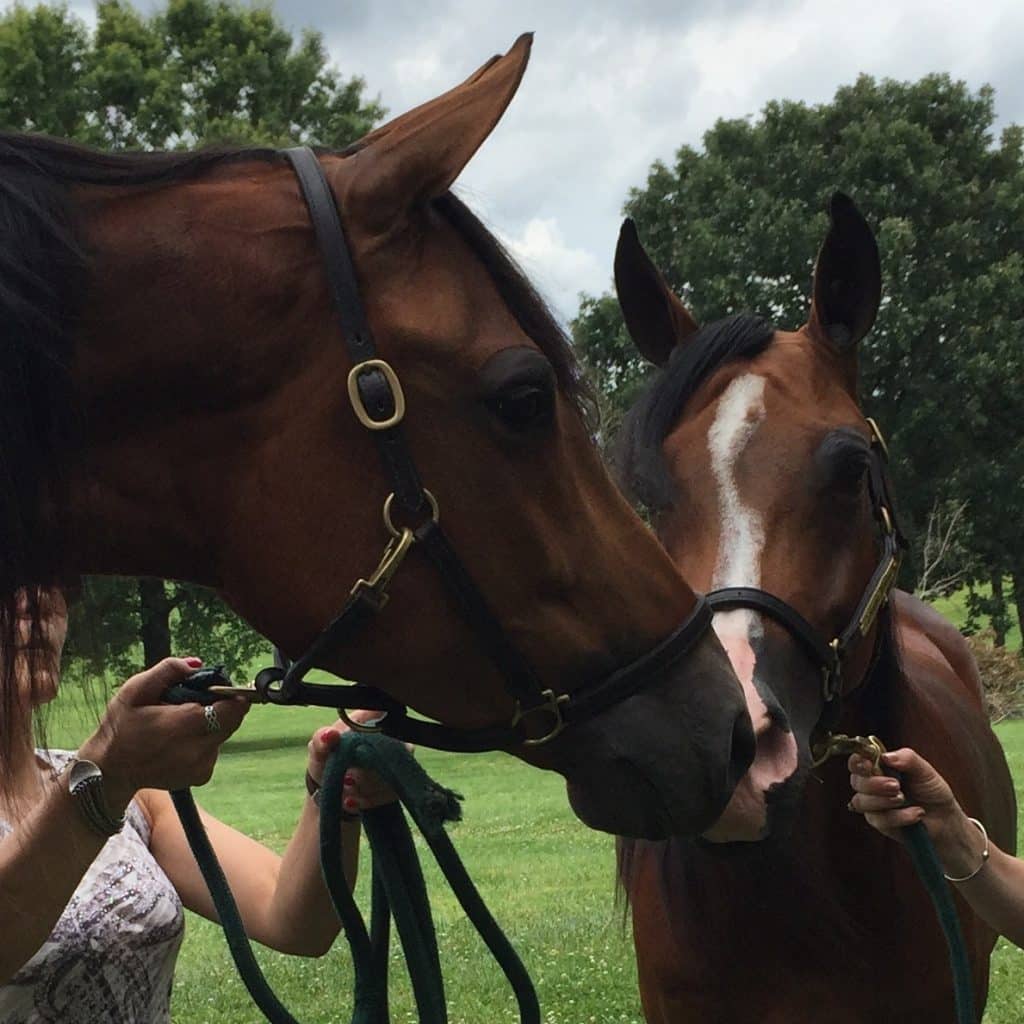 Why Horses? | Trowbridges Insights