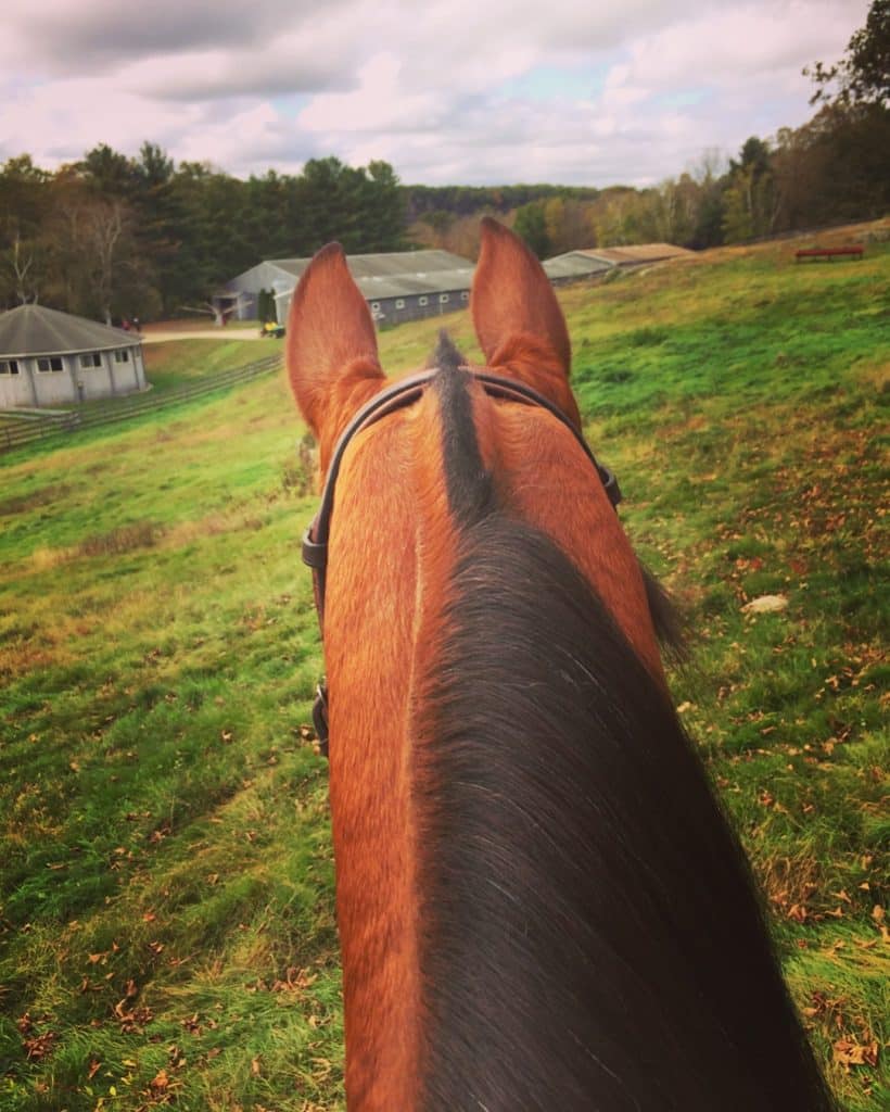 Arabian Horses in North America | Trowbridges Insight