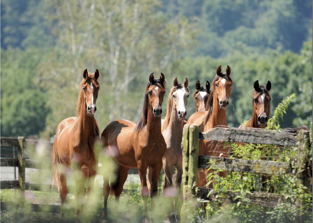 Expert Breeding Program at Trowbridges LTD